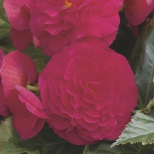 Begonia Nonstop Deep Rose - John Burns & Son